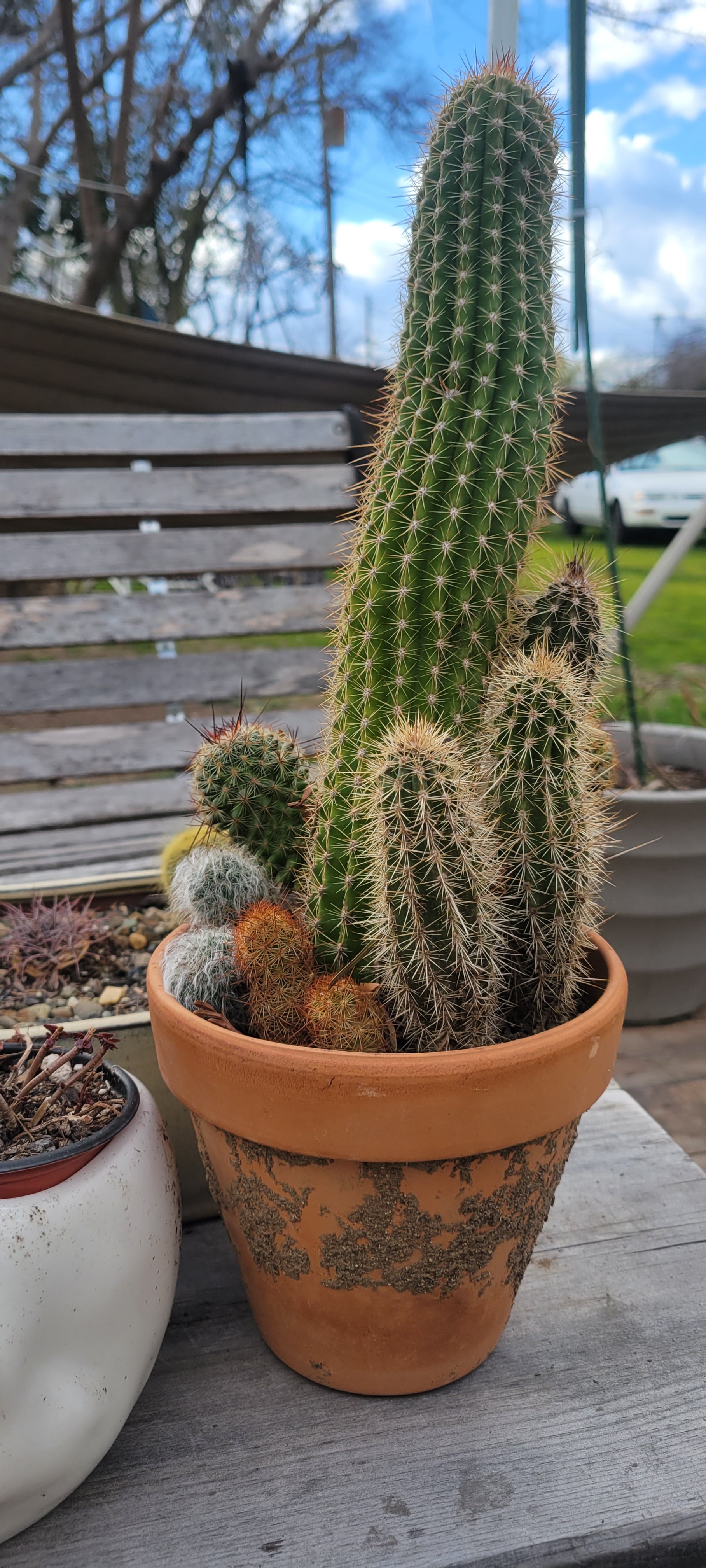 Cacti – Panzer Plants