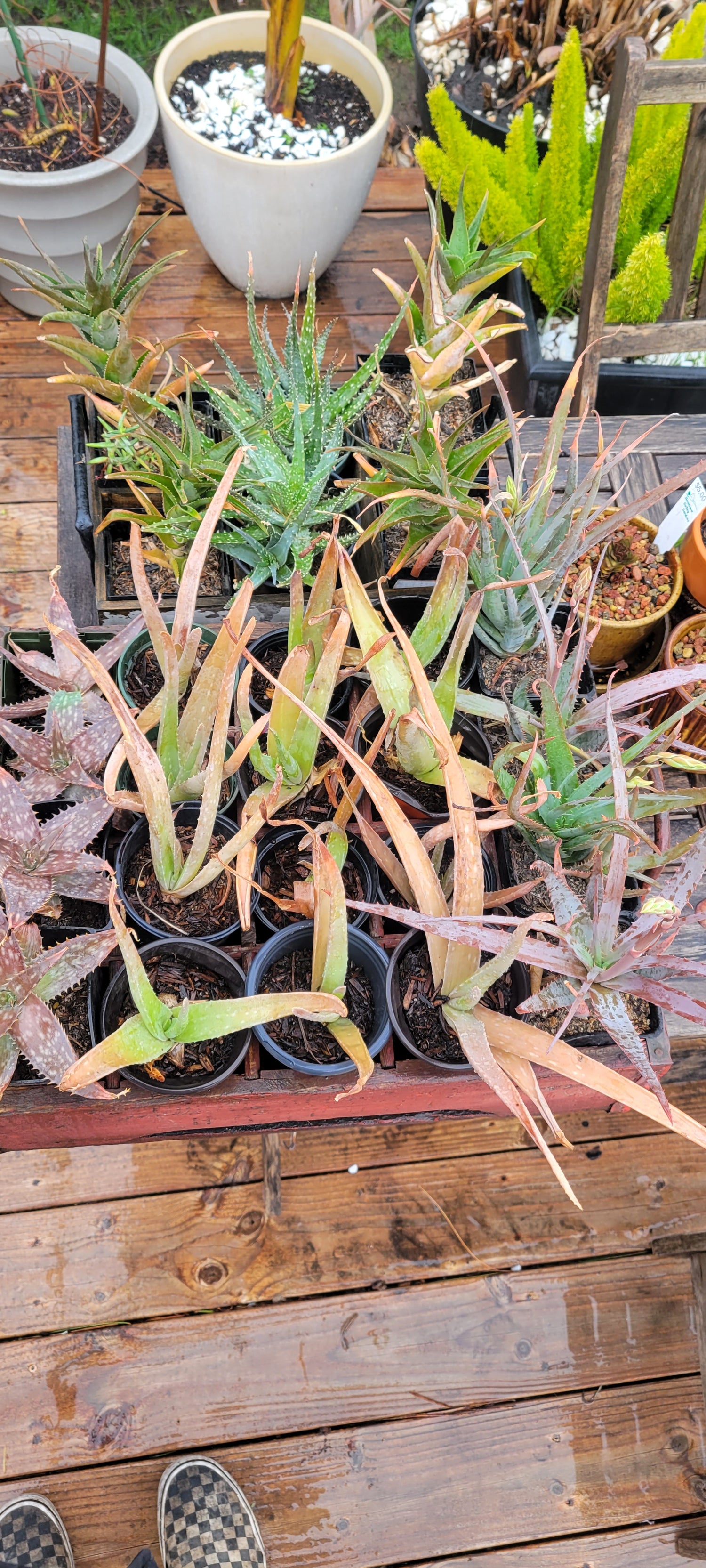 Collections – Panzer Plants